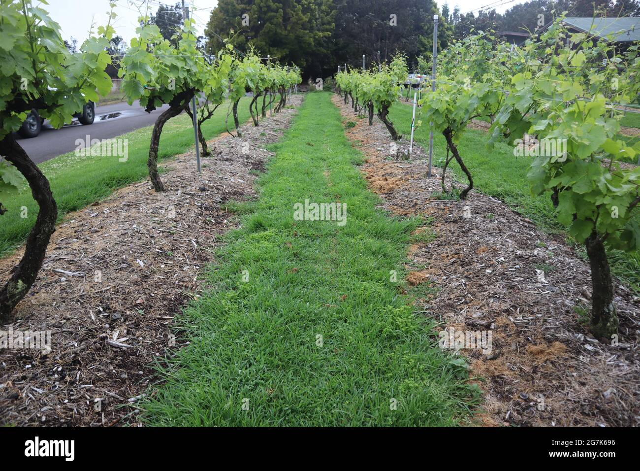 Vineyard row with bright green leaves during daylight Stock Photo - Alamy