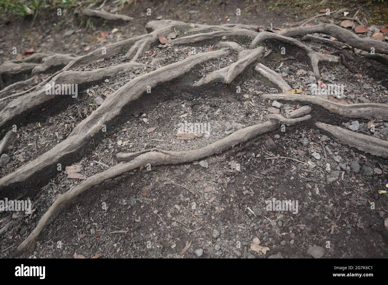 Closeup of the long big tree roots in the soil in the woods Stock Photo ...