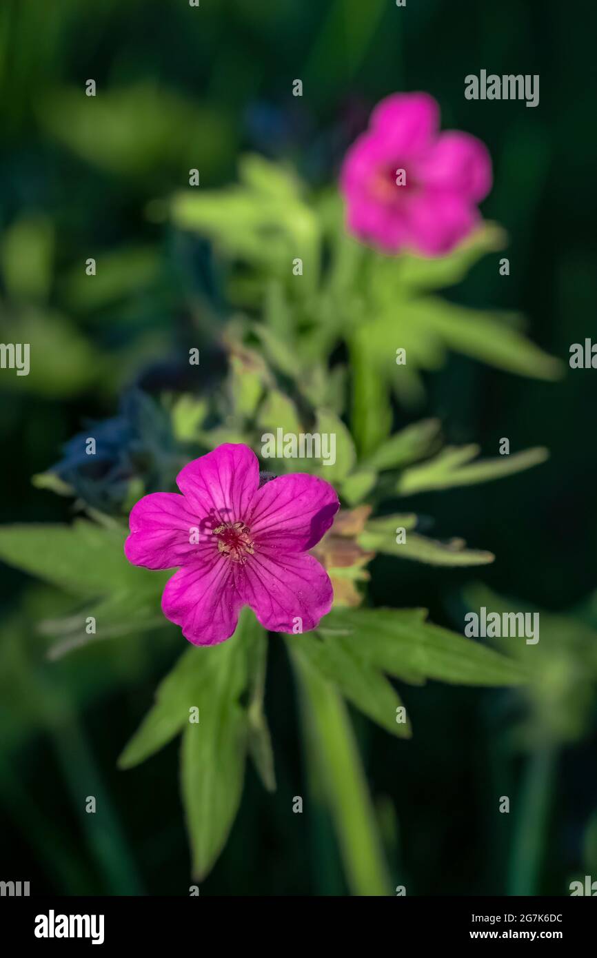Sticky Geranium, Geranium viscosissimum, flowering in the Garnet ...