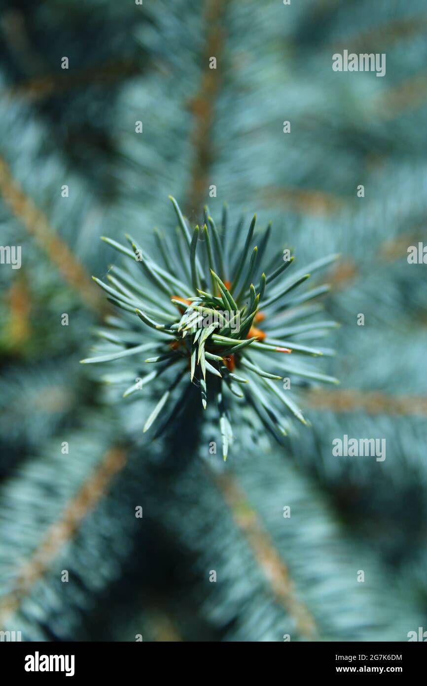 Pine tree needle wallpaper Stock Photo - Alamy