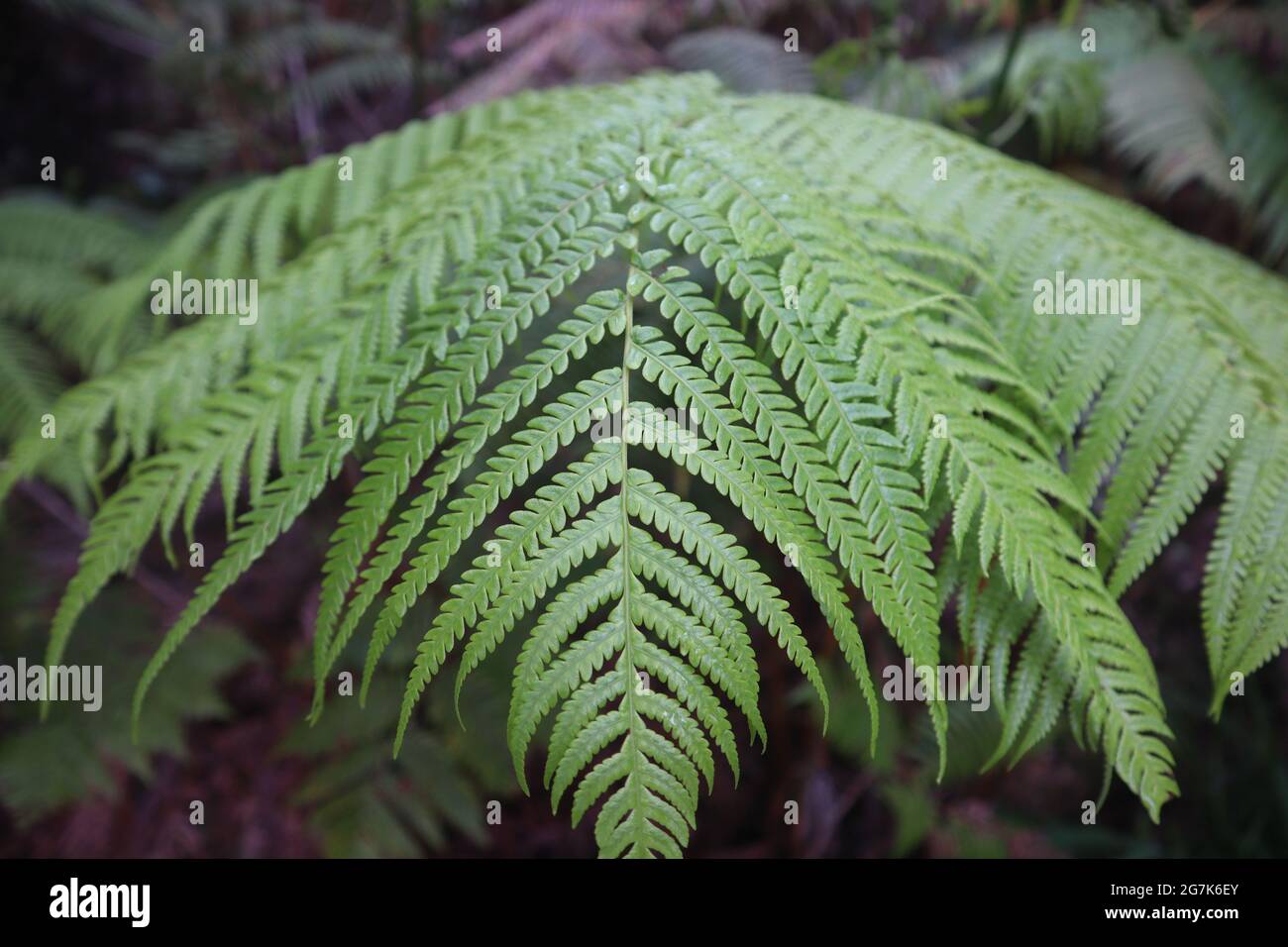Closeup of the texture of fern leaves on the Hawaiian Island of Kona ...
