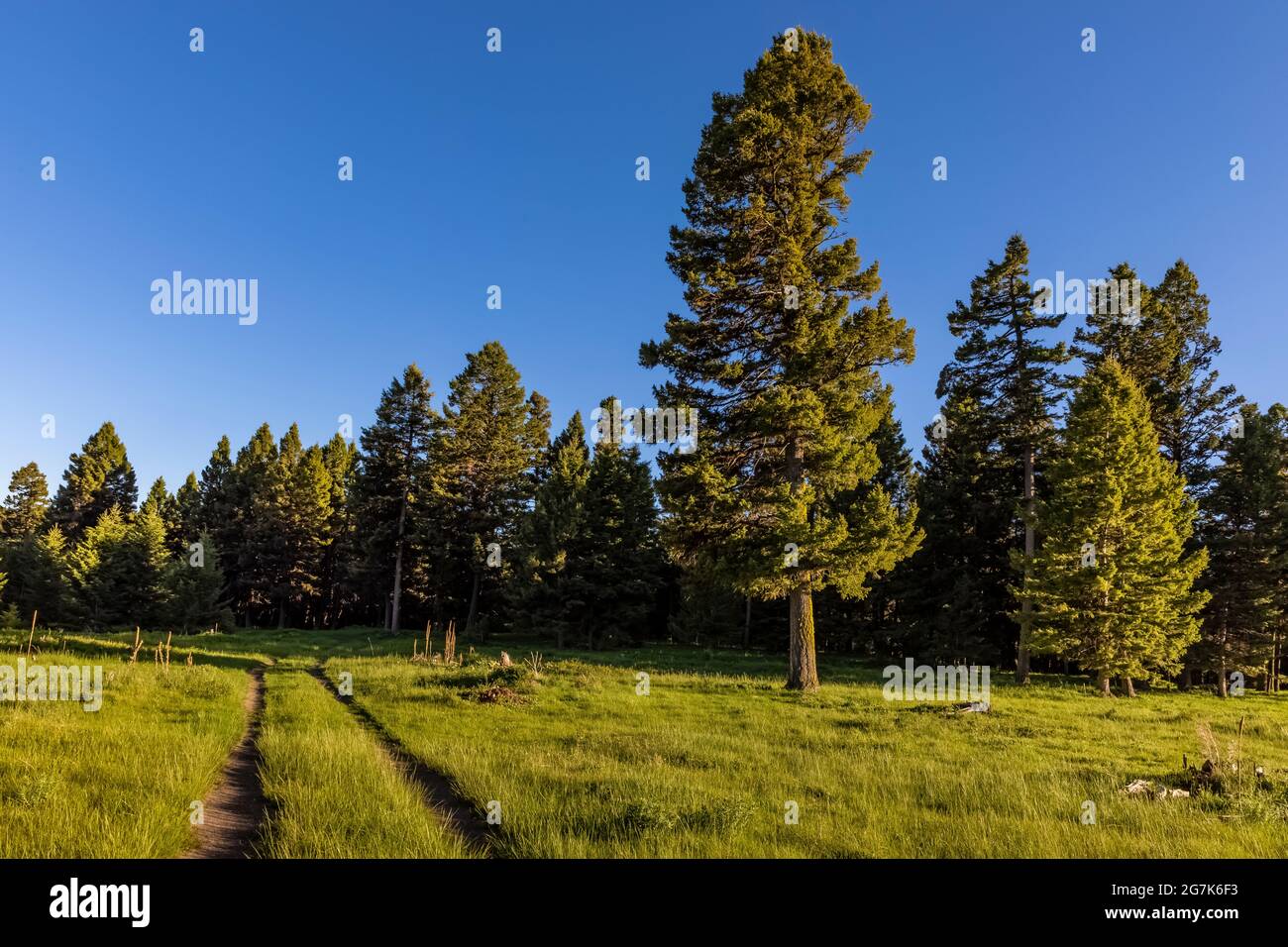 Primitive conifers hi-res stock photography and images - Alamy