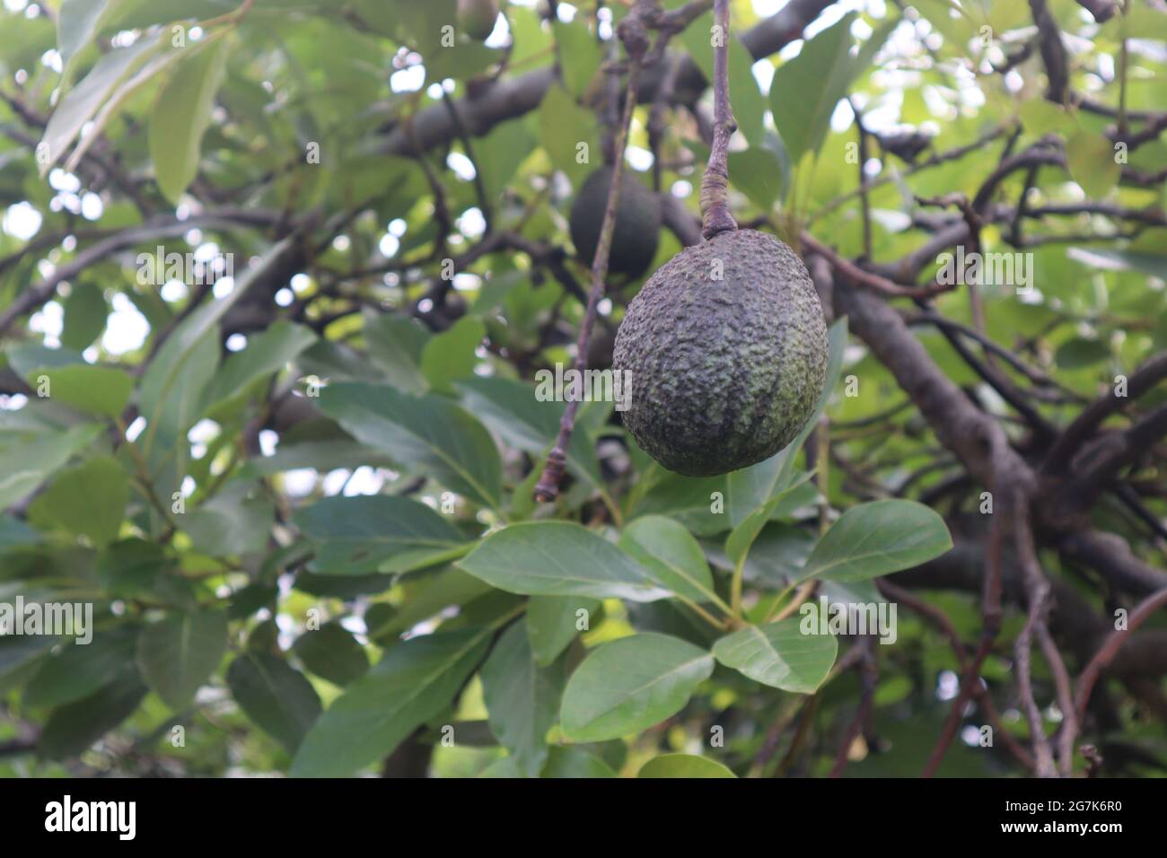 Avocado tree hawaii hi-res stock photography and images - Alamy