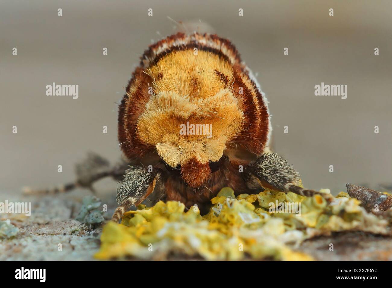 Closeup shot of a hairy buff-tip moth face Stock Photo - Alamy