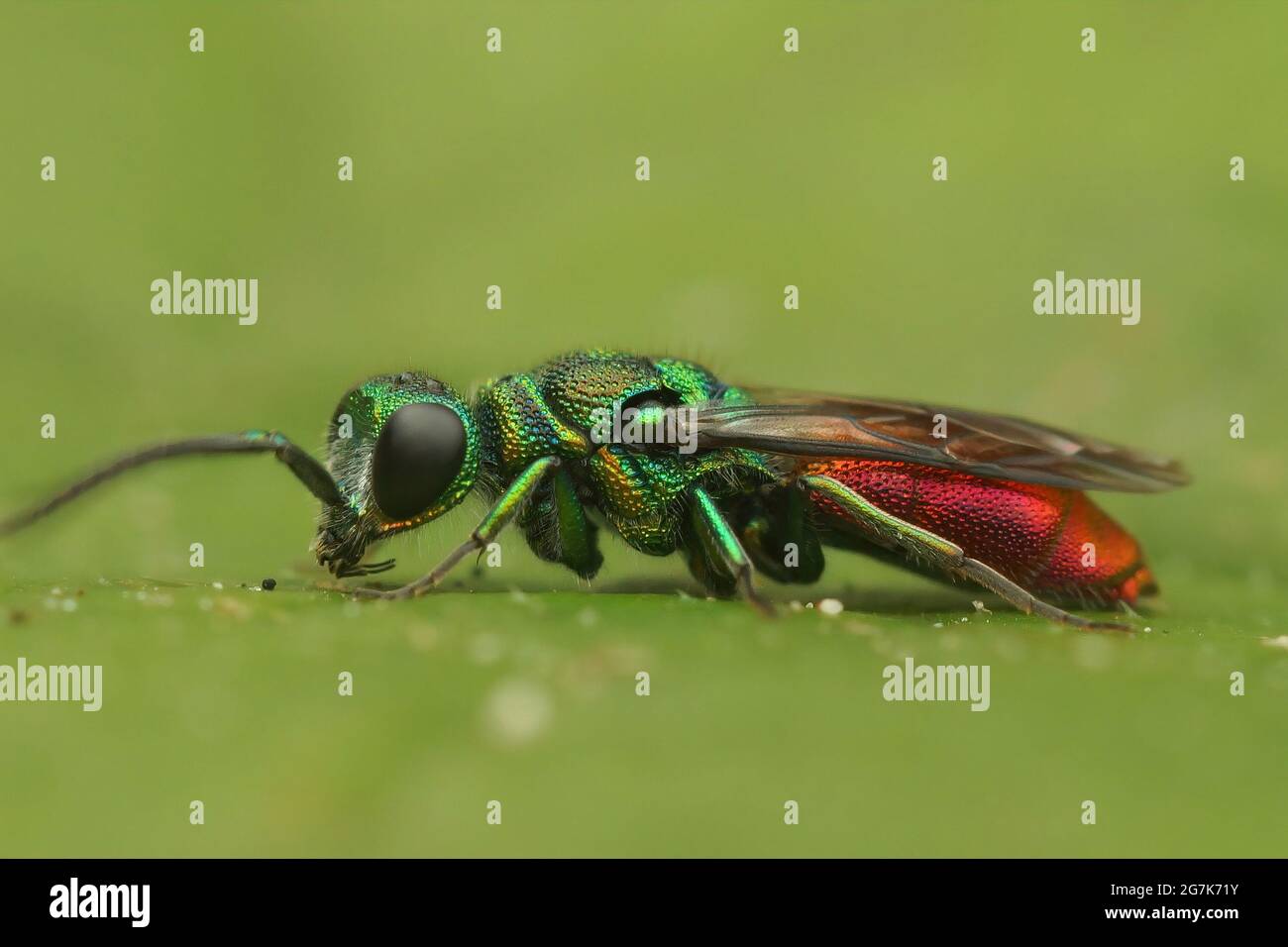 Ruby tail wasp hi-res stock photography and images - Alamy