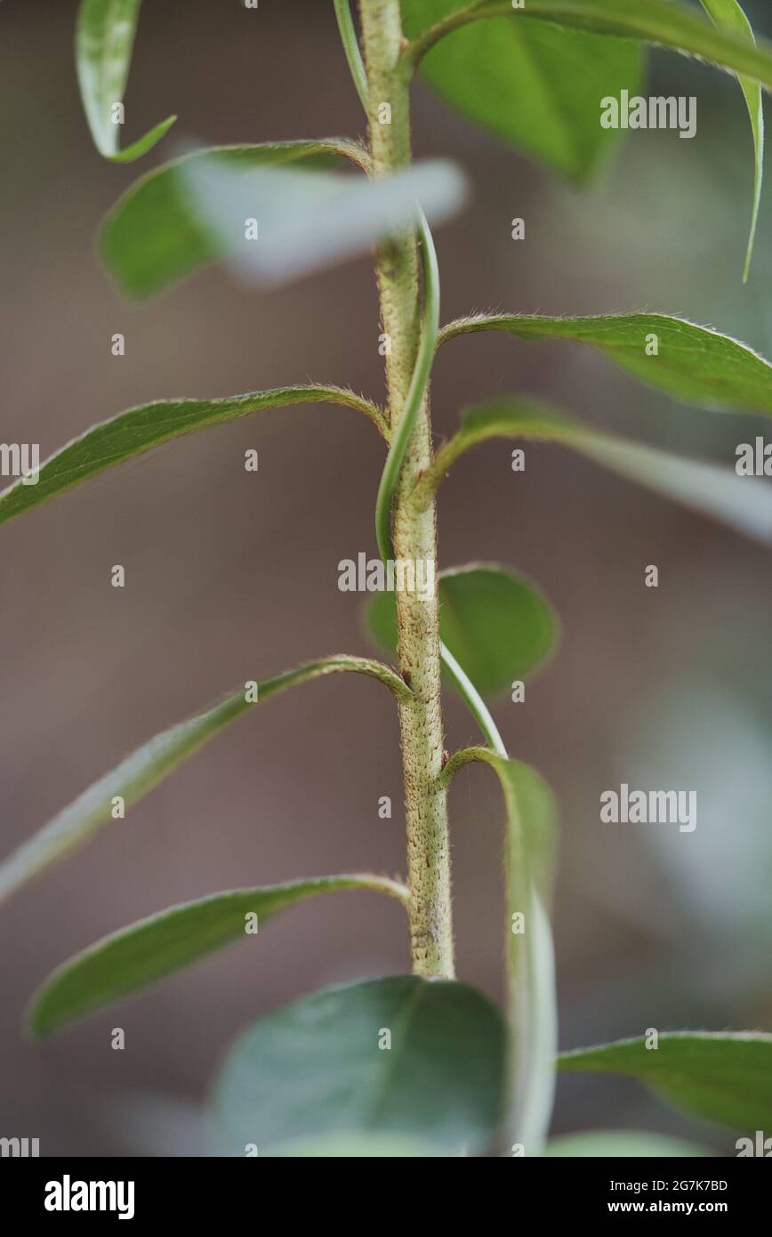 Vertical closeup of a plant stem with fresh green leaves Stock Photo ...