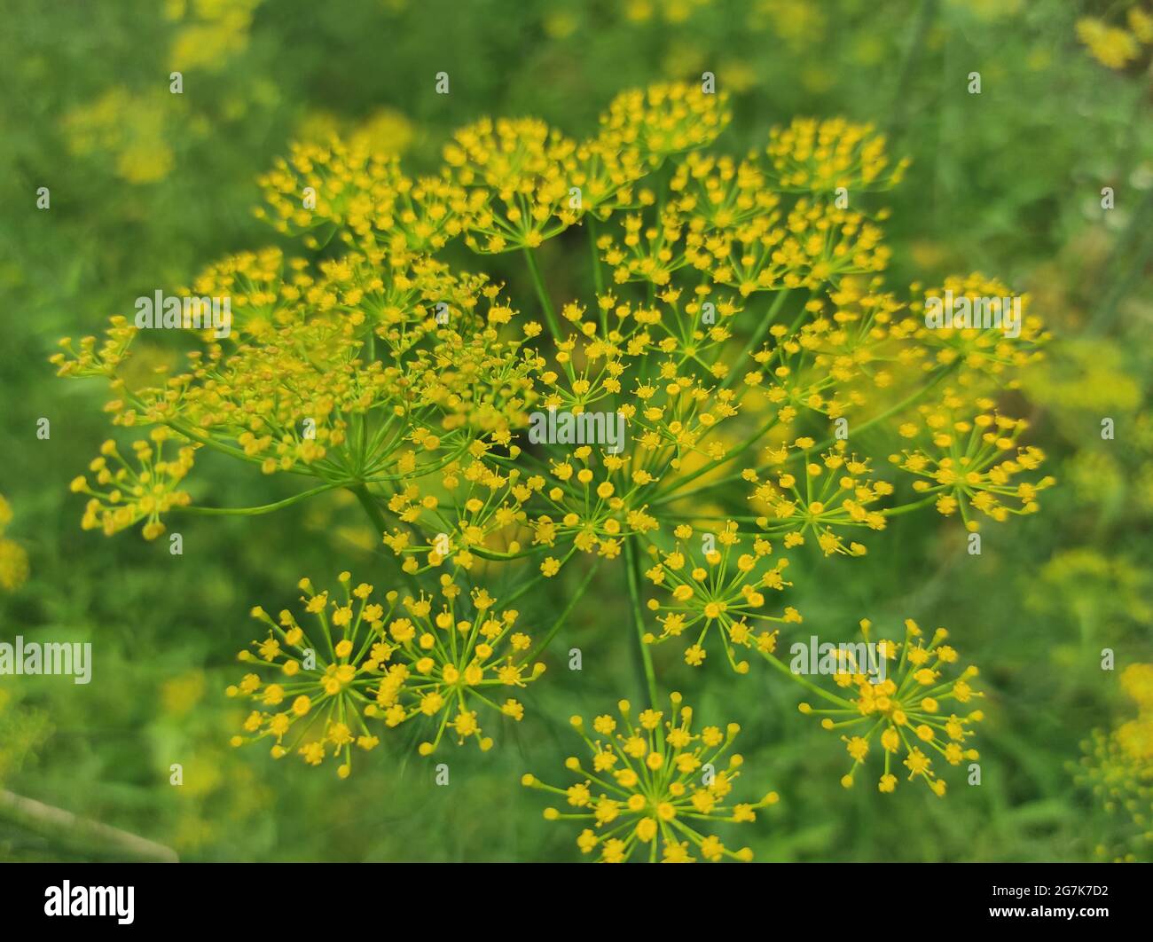 Umbellifer botany hi-res stock photography and images - Alamy