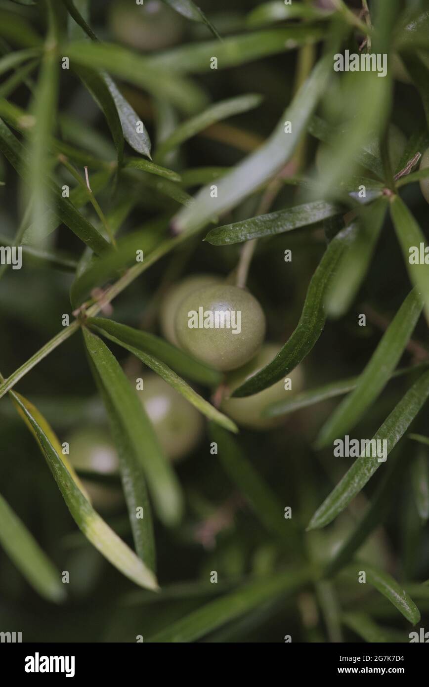 Vertical closeup of a green olive tree with leaves Stock Photo - Alamy