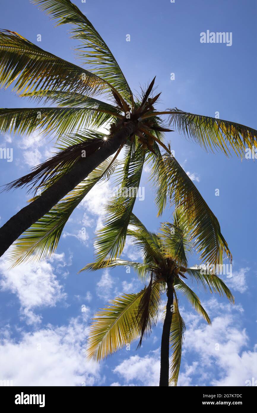 Beautiful view of palm trees at a resort in Kona, Hawaii Stock Photo ...