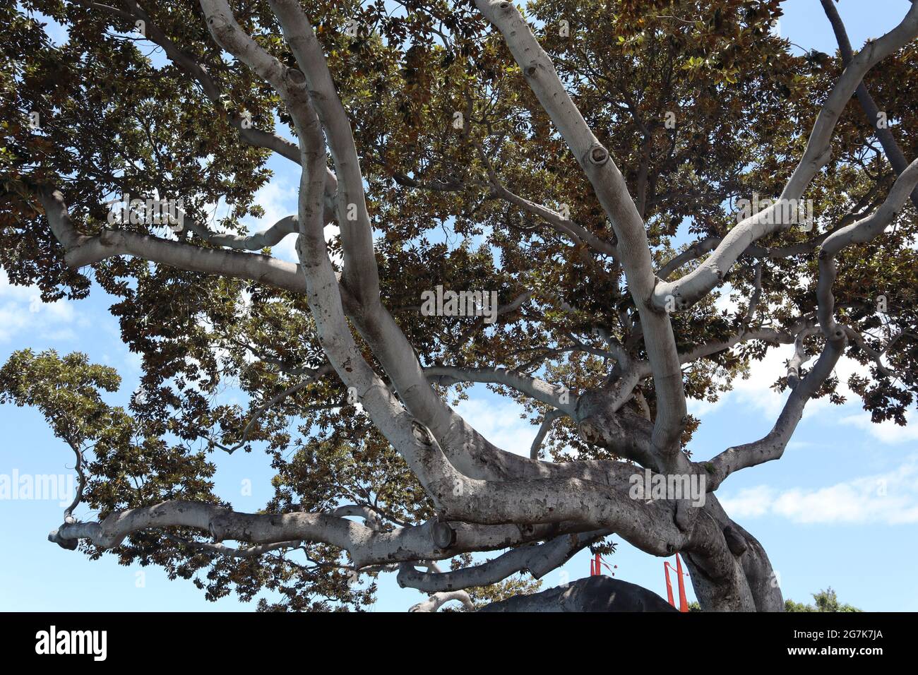 Low angle shot of large branches of a tree on the Hawaiian Island of ...