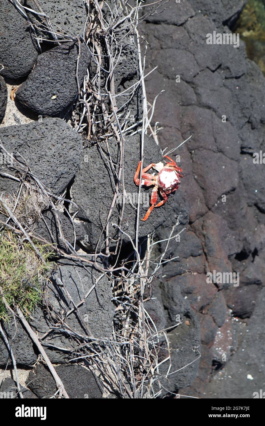 Red crab crawling on black volcanic rocks Stock Photo - Alamy