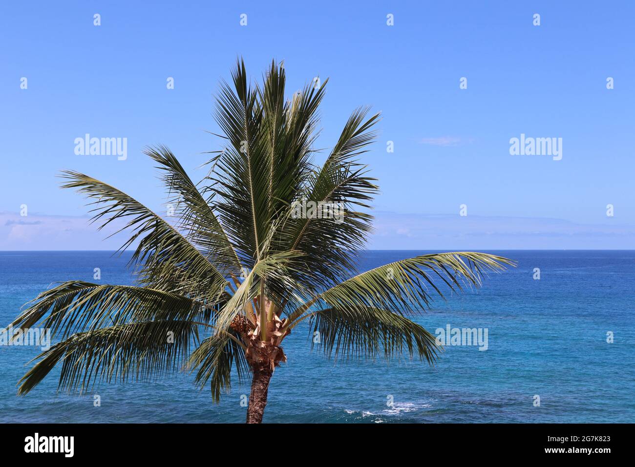 Beautiful landscape with palm trees with gorgeous Pacific Ocean waters ...