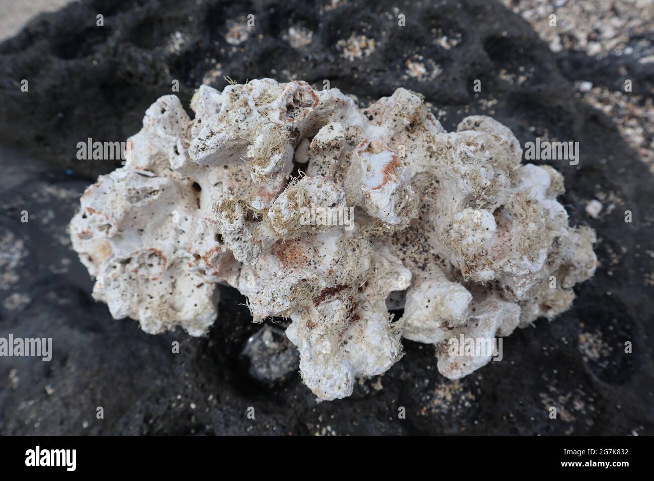 Closeup close up of white coral laying on black volcanic rock on a ...