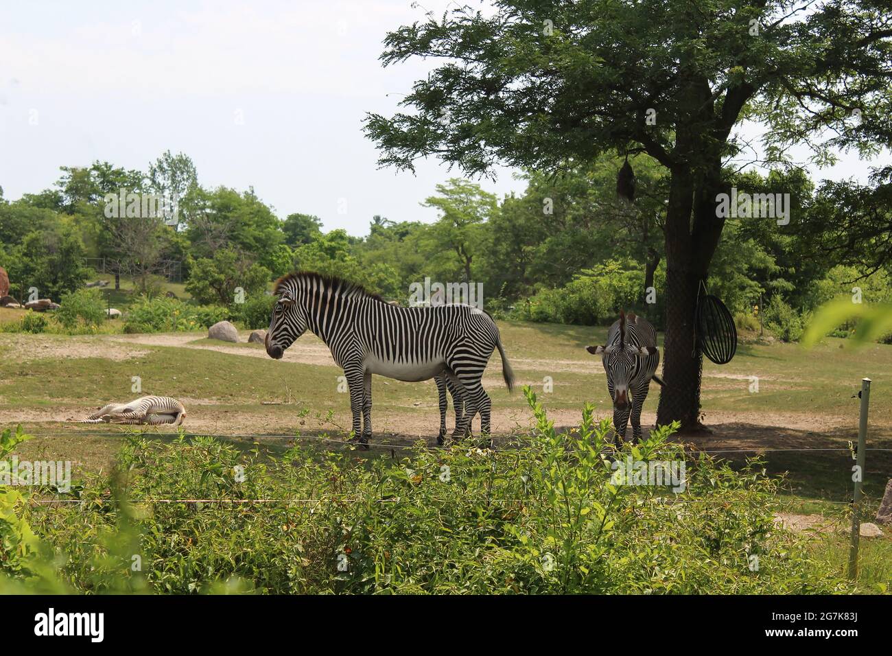 Zebra in zoo enclosure hi-res stock photography and images - Alamy