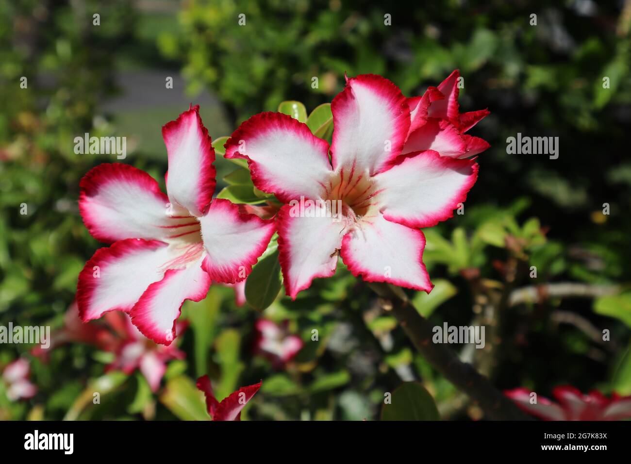 Red hawaii flowers hi-res stock photography and images - Alamy