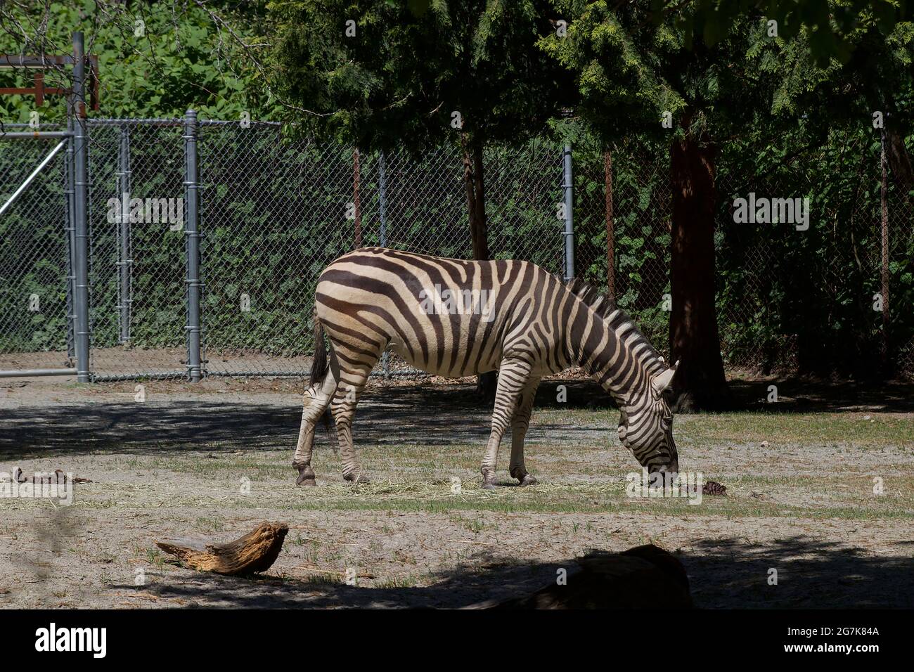 Zebra in zoo enclosure hi-res stock photography and images - Alamy