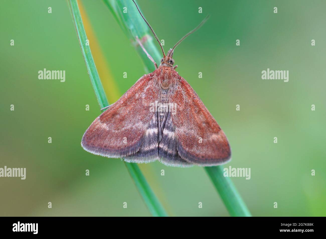 Straw barred pearl moth hi-res stock photography and images - Alamy