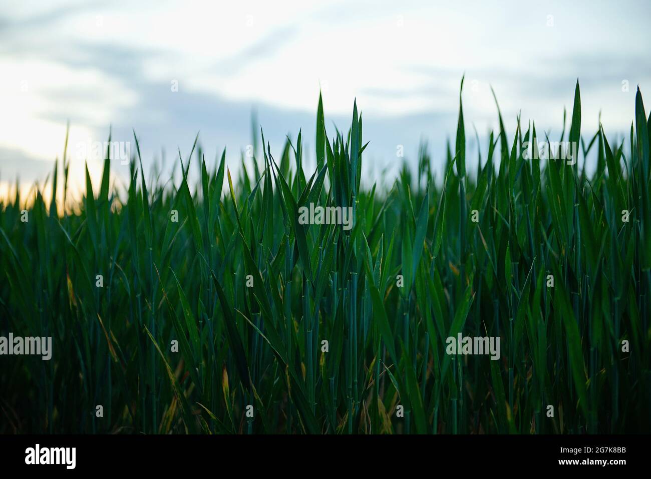 Spring wheat fields Stock Photo - Alamy