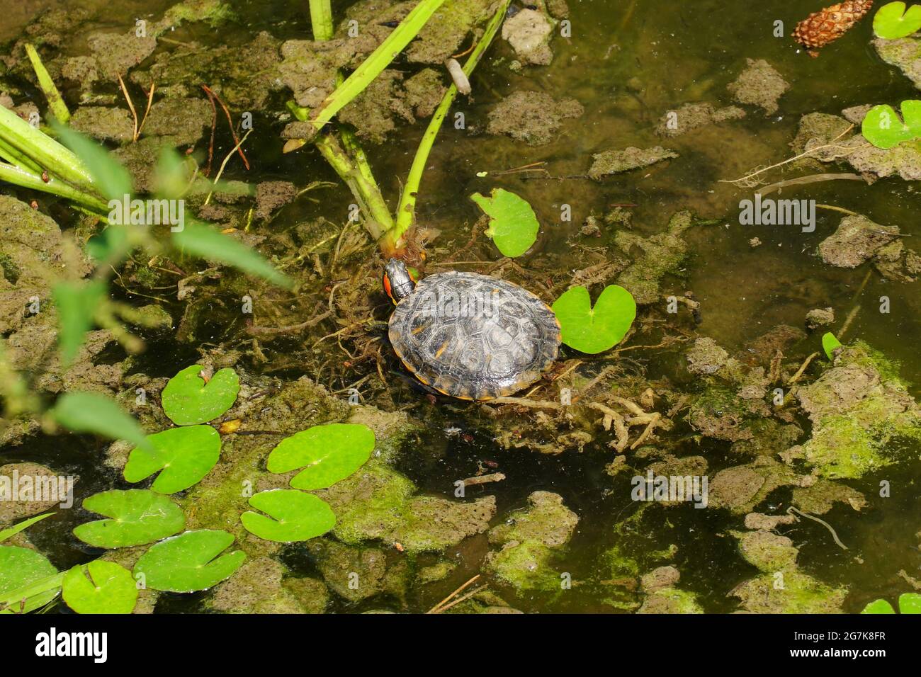 Little turtle swimming in a pond surrounded by leaves Stock Photo - Alamy