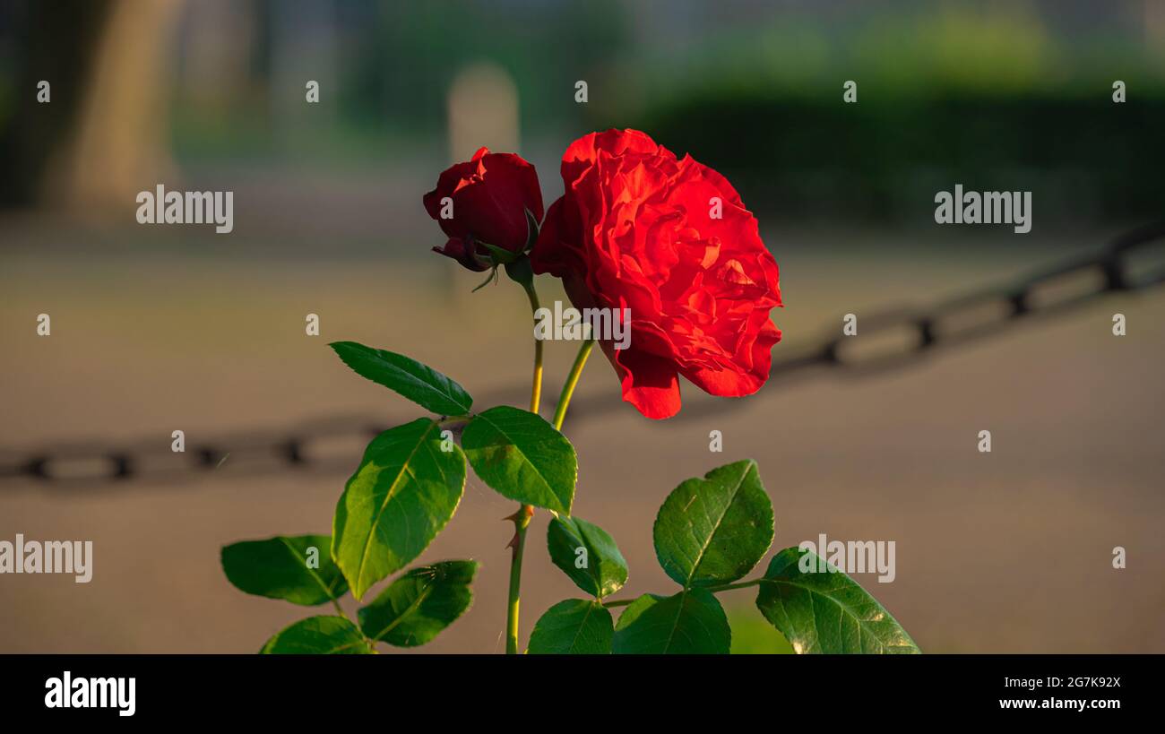 Selective focus of a beautiful rose under sunlight Stock Photo - Alamy