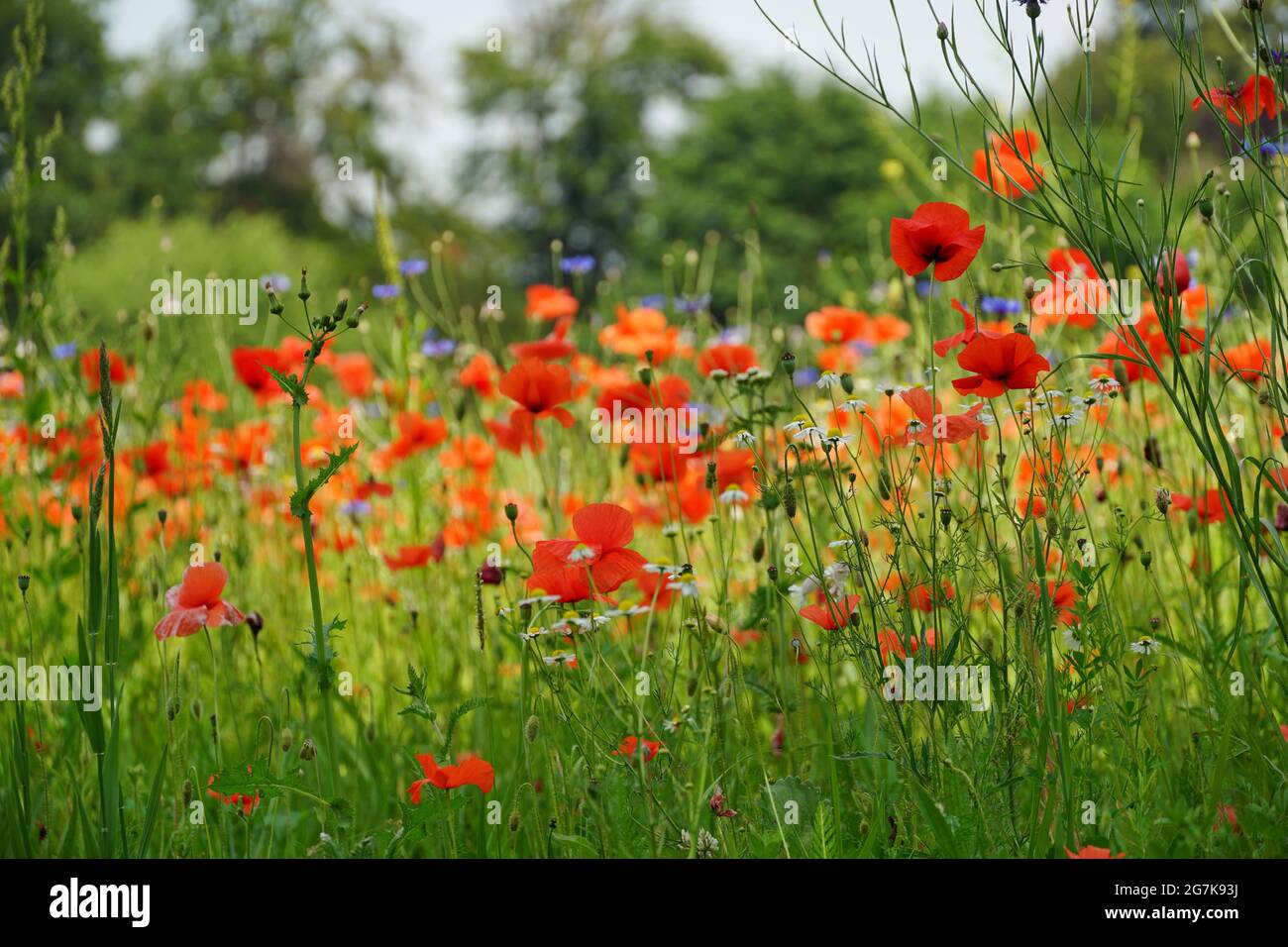 Poppels hi-res stock photography and images - Alamy