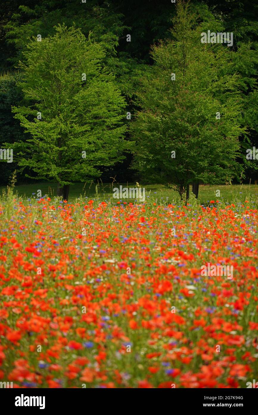 Popples hi-res stock photography and images - Alamy