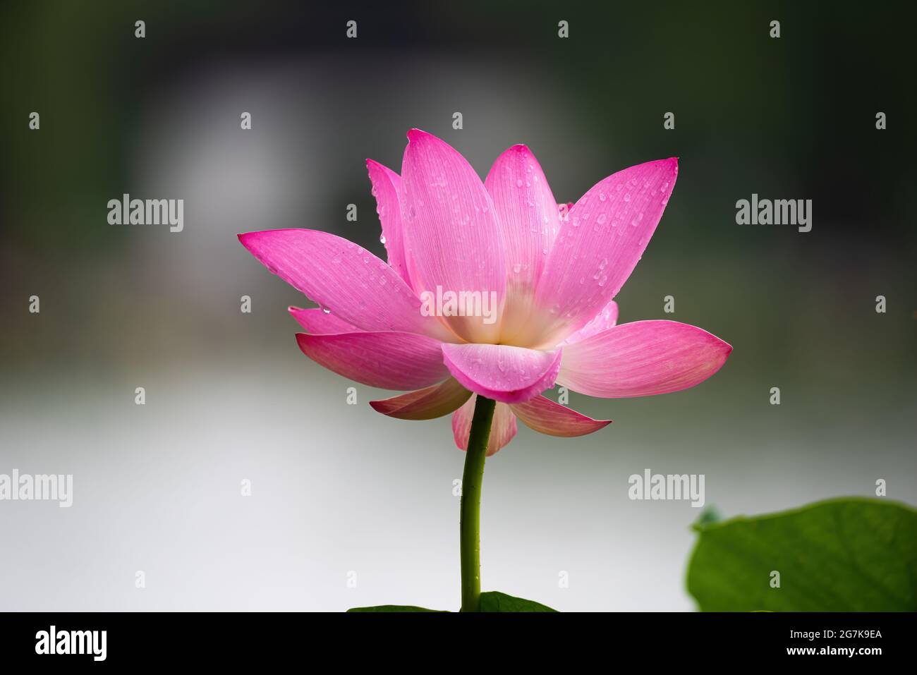 Rain lotus hi-res stock photography and images - Alamy