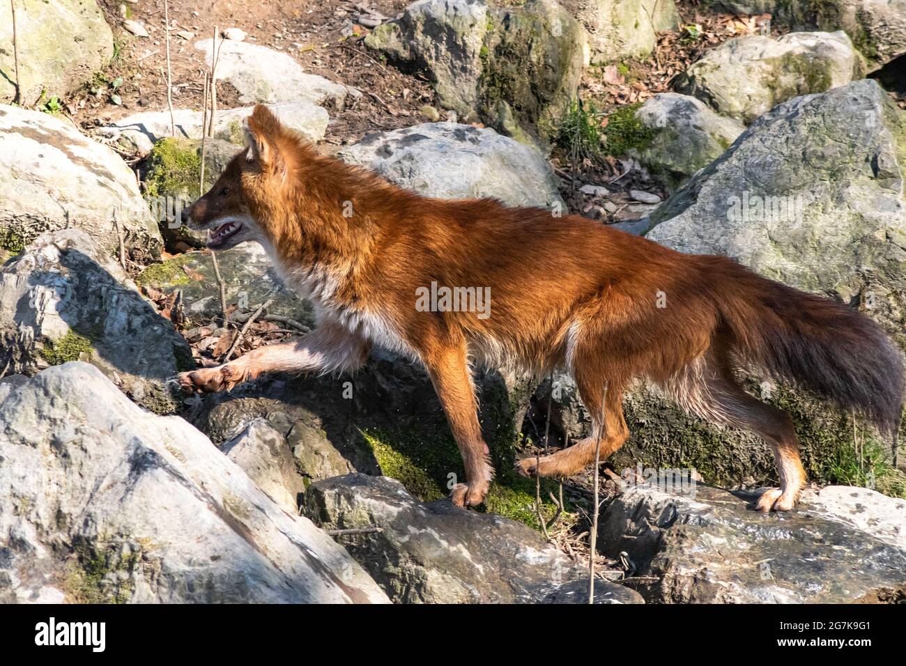 Furry wild dhole walking on rocks Stock Photo - Alamy