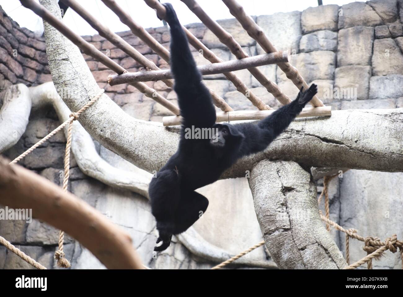 Wooden monkey bars hi-res stock photography and images - Alamy