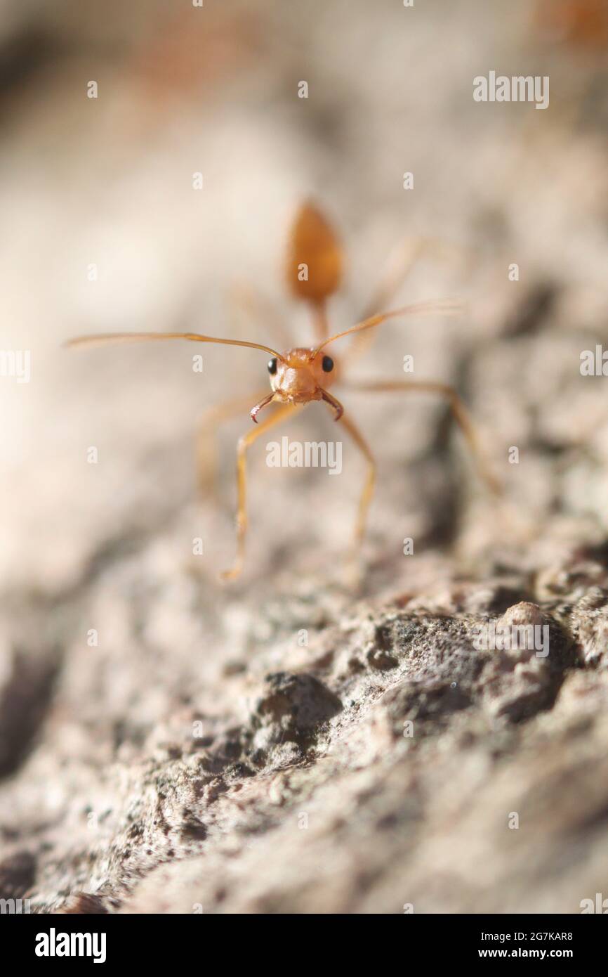 Macro photography of Ant Stock Photo - Alamy