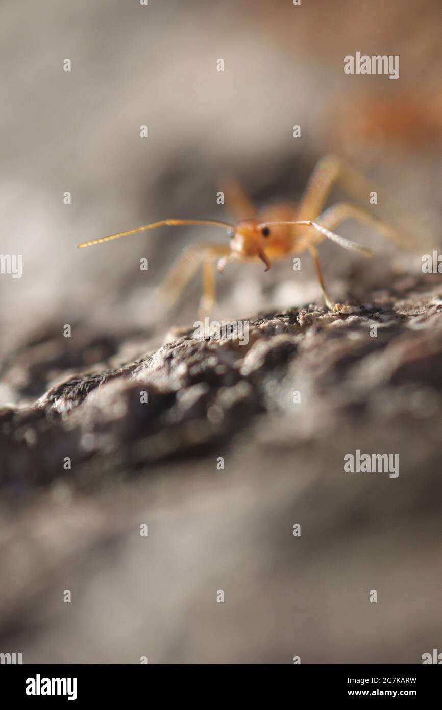 Ant zoom hi-res stock photography and images - Alamy