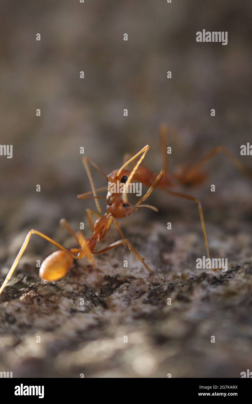 Ant zoom hi-res stock photography and images - Alamy