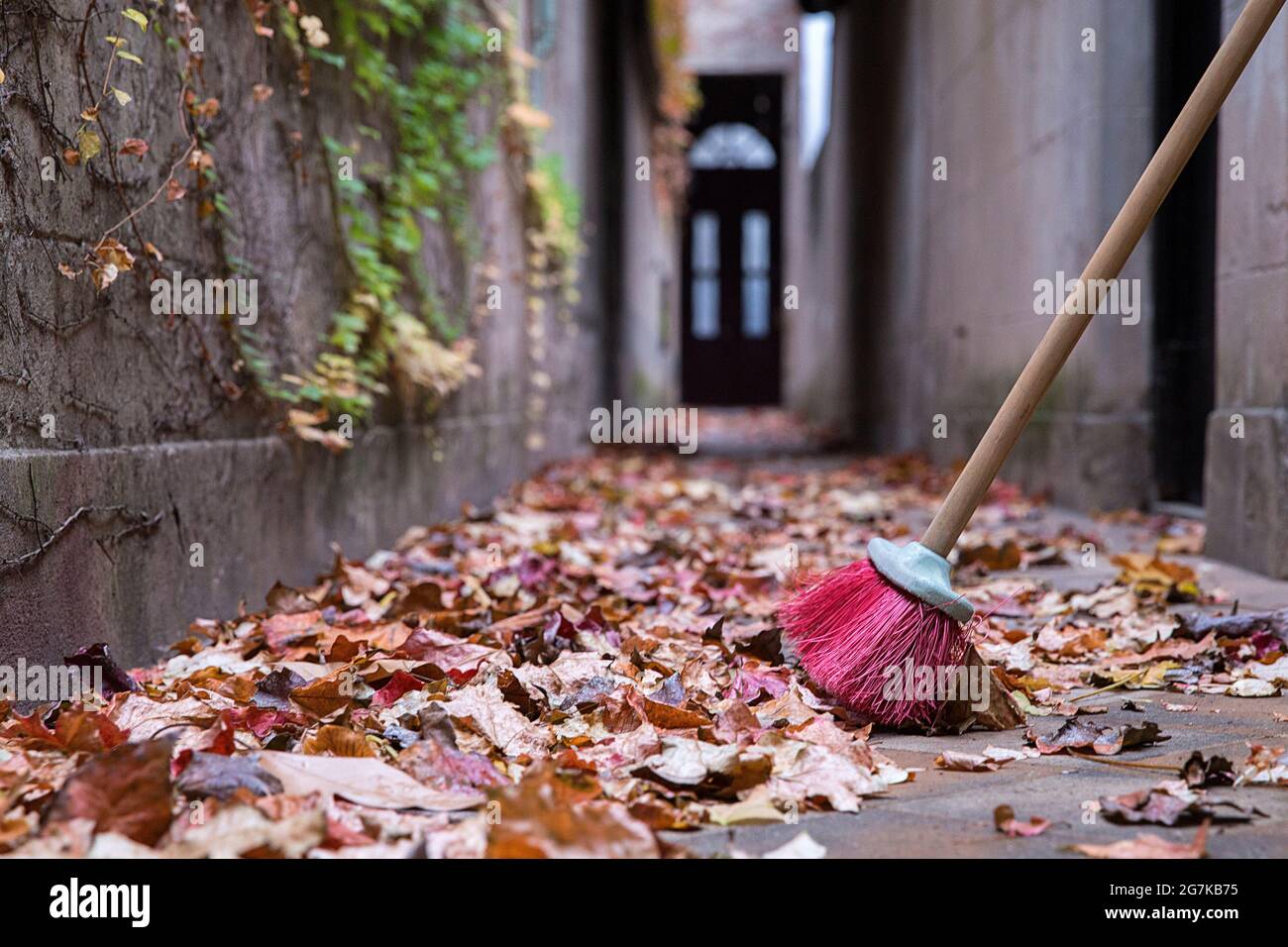 Pink Broom High Resolution Stock Photography and Images - Alamy