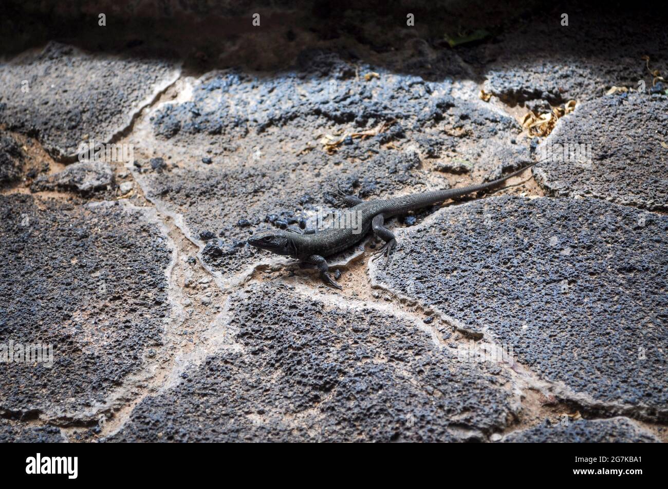 Closeup of a small gray lizard on the rocky ground Stock Photo - Alamy