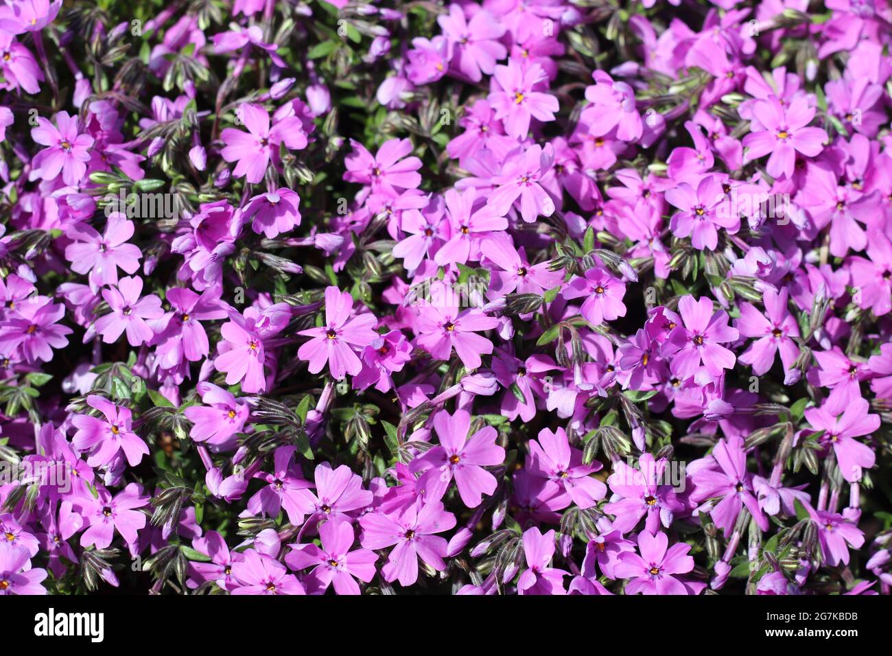 Verbena flowers in a garden - perfect for wallpaper Stock Photo - Alamy
