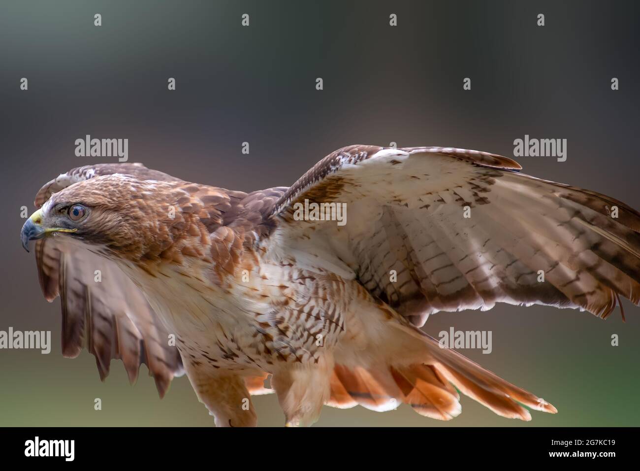Hawk wings spread hi-res stock photography and images - Alamy