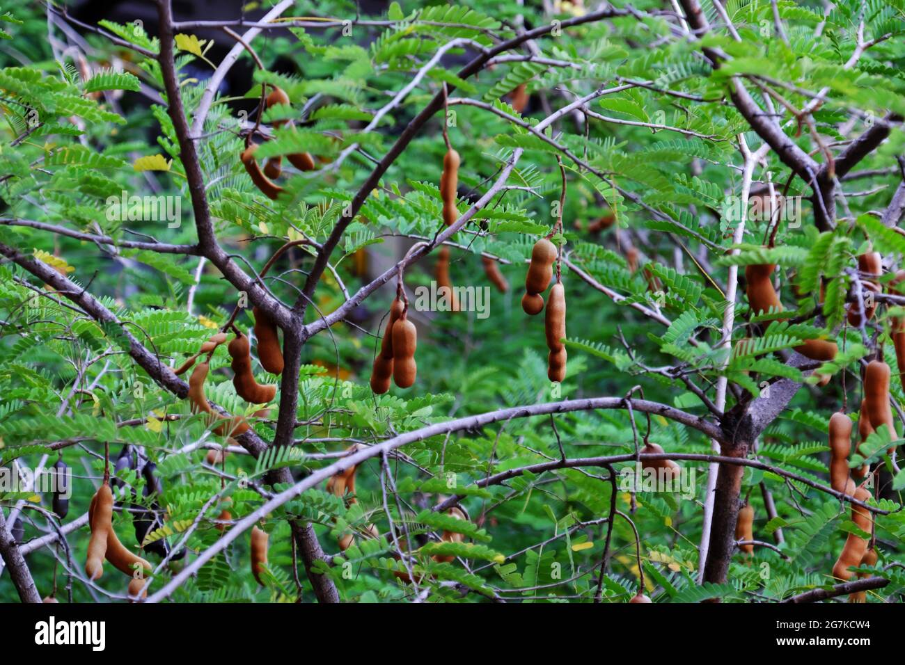 Tamarind fruit on urban tree at Ho chi Minh city, Viet nam on day Stock ...