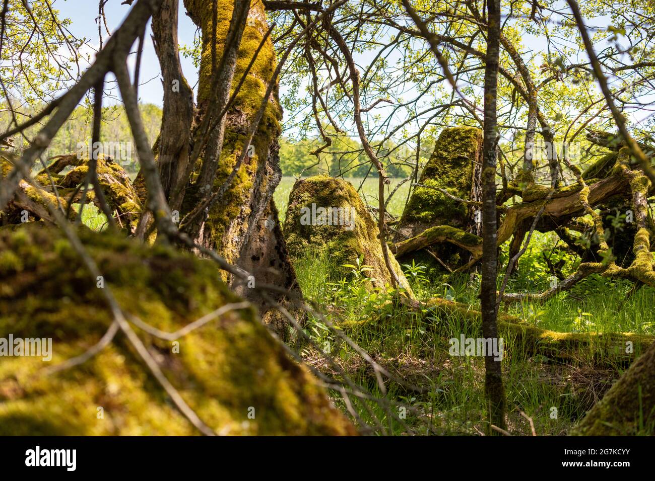 Nature reserve along the historic tank traps along the Westwall near ...