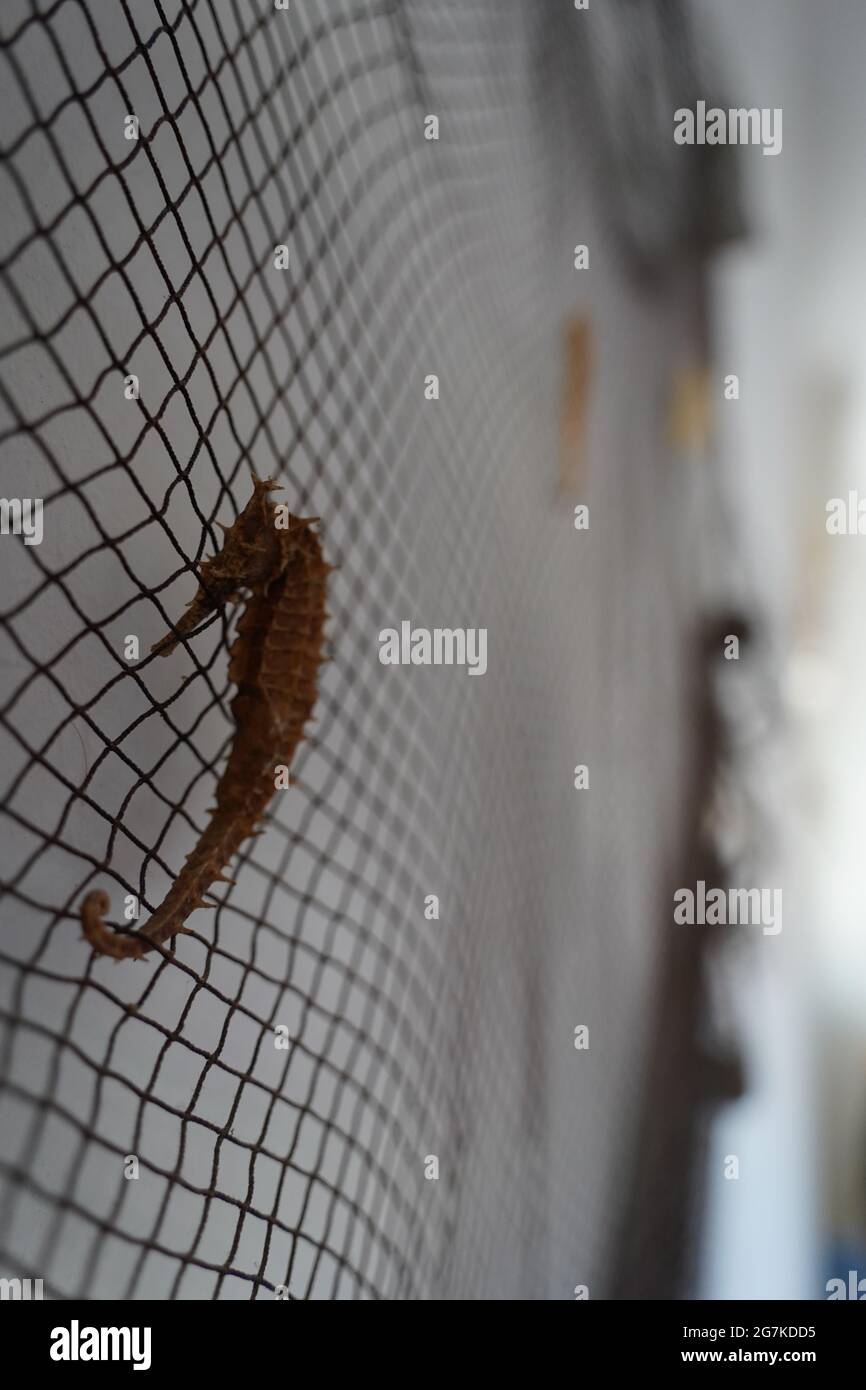 Stuck in the net hi-res stock photography and images - Alamy