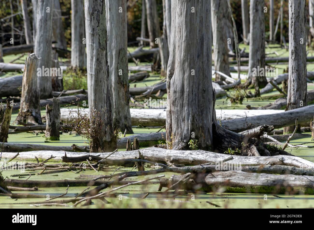 Dry dead trees in a swamp in Ontario Stock Photo - Alamy