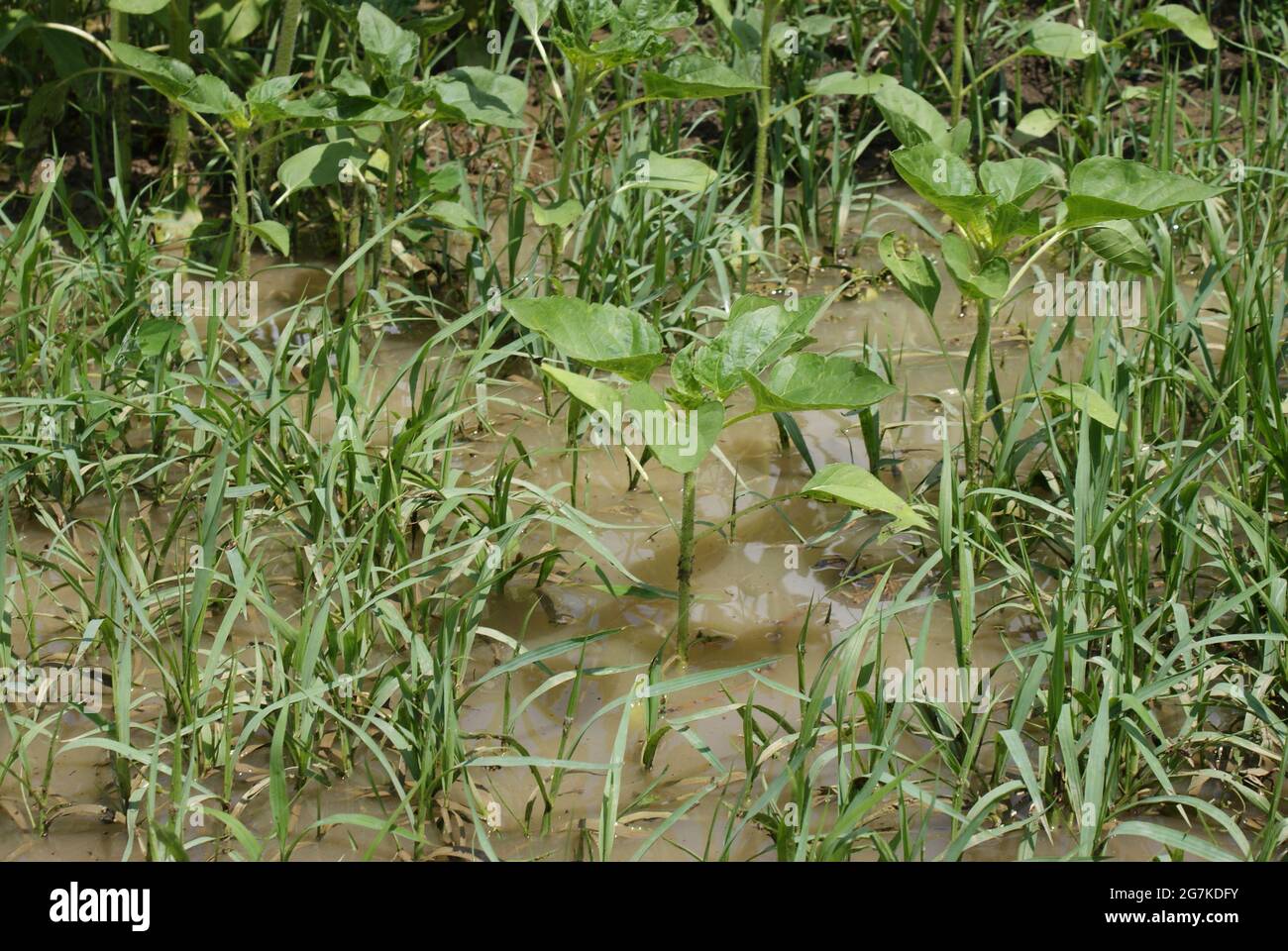 Closeup shot of green plants growing in a swamp Stock Photo - Alamy