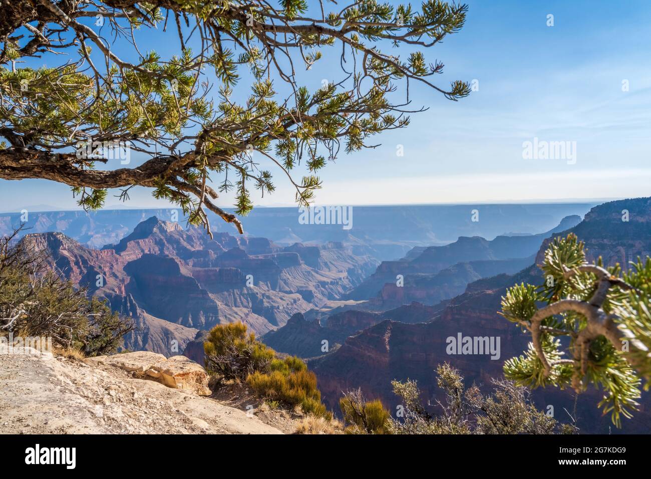 Tree overlooking grand canyon hi-res stock photography and images - Alamy
