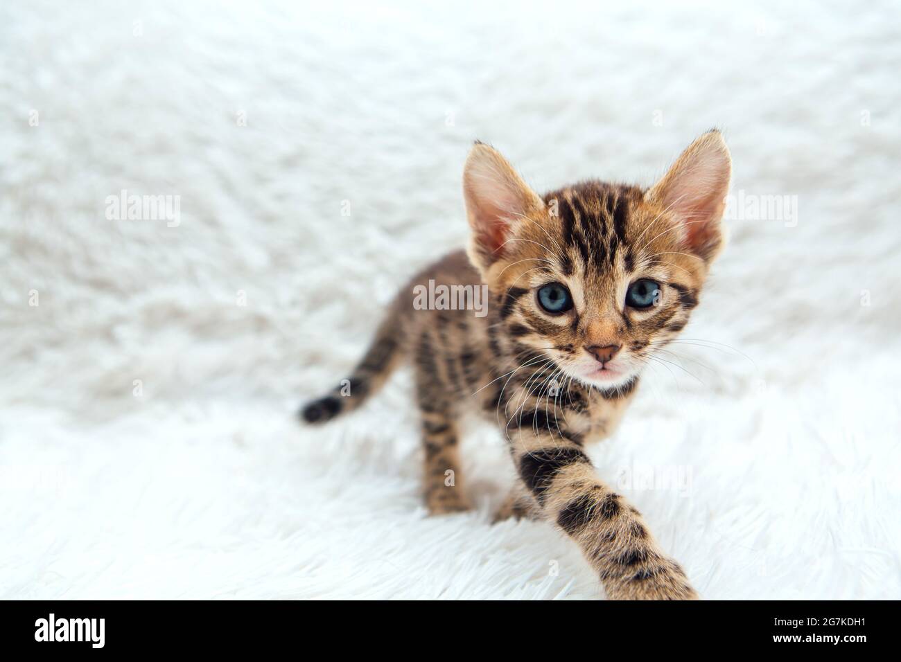 1 week old kitten hi-res stock photography and images - Alamy