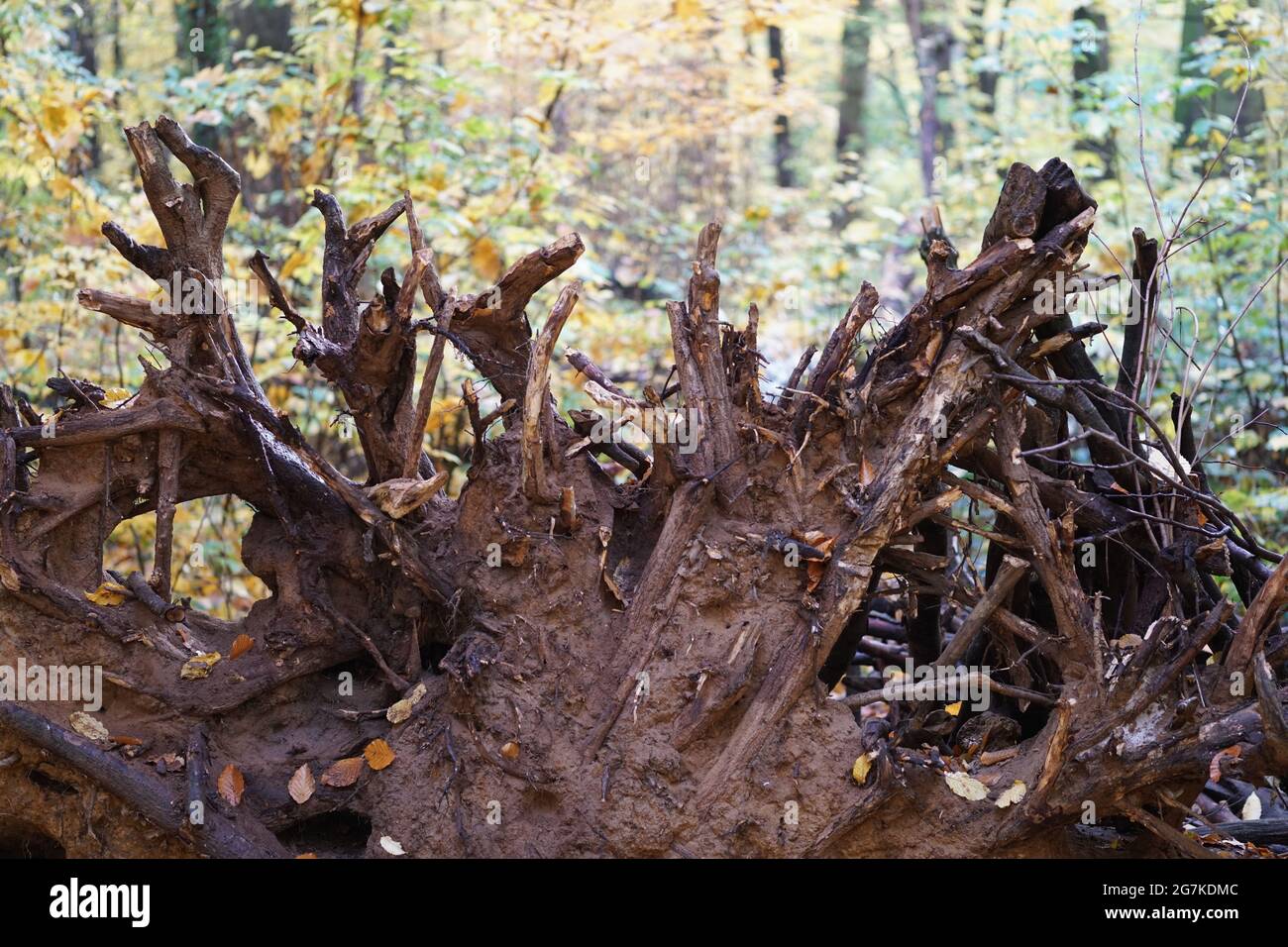 Uprooted tree closeup hi-res stock photography and images - Alamy