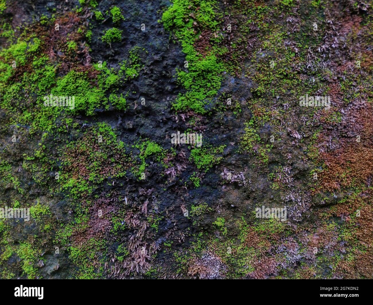 Closeup shot of a mossy ground texture Stock Photo - Alamy