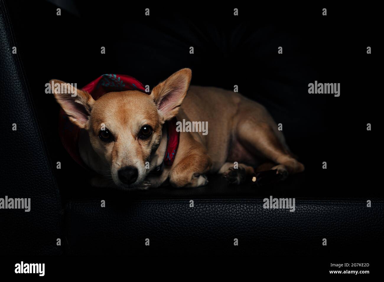 Cute chestnut dog lying on a black leather armchair Stock Photo - Alamy