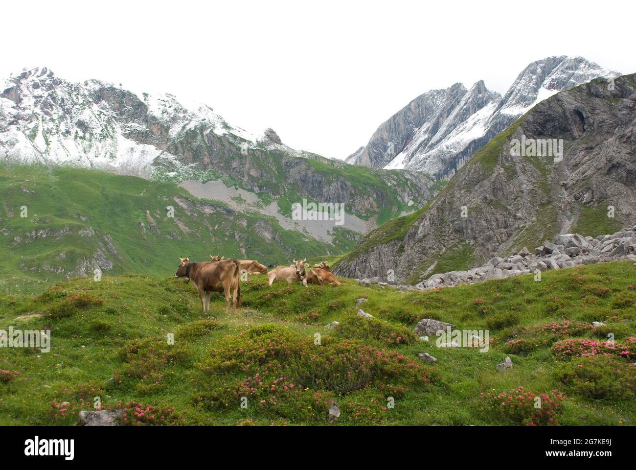 Cattle on meadow of Austrian Alps in Vorarlberg Stock Photo - Alamy