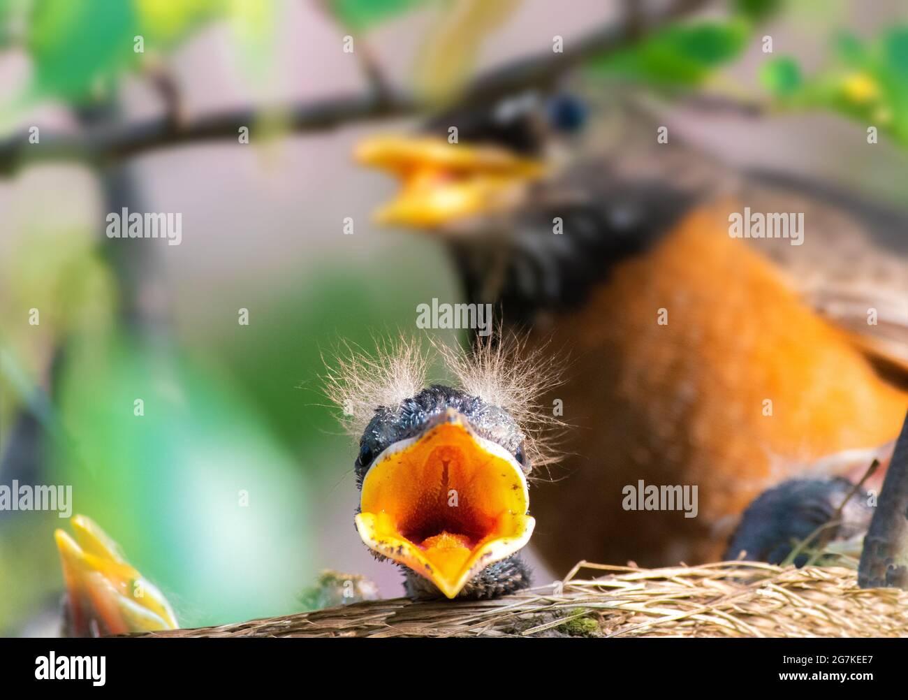 Baby American Robin chick waiting for a snack Stock Photo - Alamy