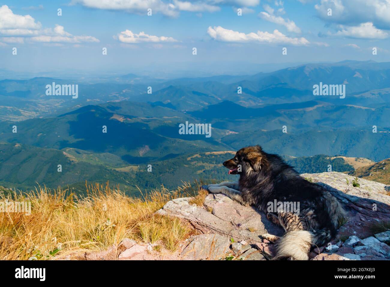 Dog on the Balkan Mountains in Serbia Stock Photo - Alamy