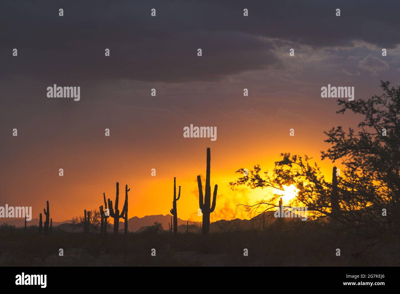 Pink sunset desert hi-res stock photography and images - Alamy
